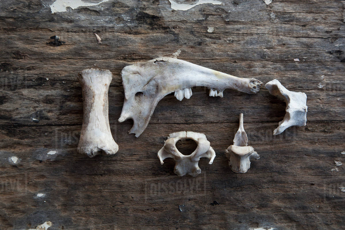 An arrangement of animal bones on a wood surface - Royalty-free Stock ...