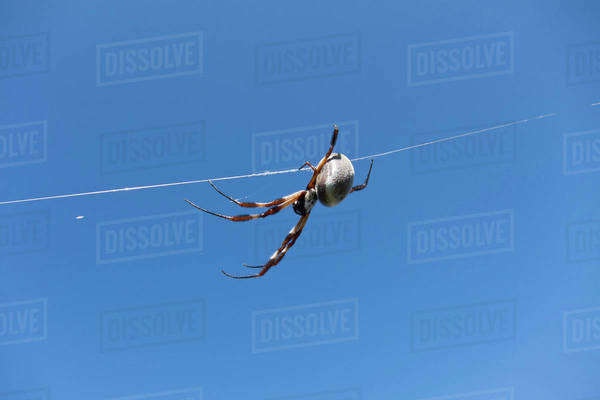 A spider crawling down a spider web thread - Stock Photo - Dissolve